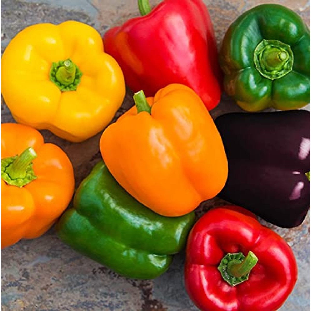 100+ Rainbow Blend Sweet Bell Pepper Seeds for Planting