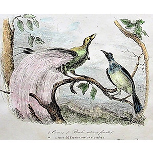 Antique Copperplate Engraving: A Meal and the Bird of Paradise