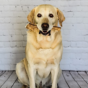 Powder Hound Pet Co. Elk Antler Dog Chew, Great for Aggressive Chewers, All-Natural, Premium A/#1 Grade Elk Antlers, Naturally Shed in USA, Cruelty Free Dog Bones, Will Not Splinter (Large)