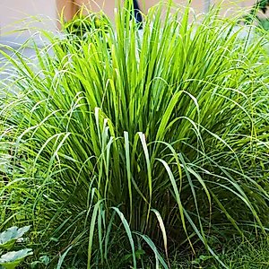1000+ Lemongrass Plant Seeds - Non-GMO Lemongrass Herbs Seeds for Planting Garden, Indoor or Outdoor - Great Gift
