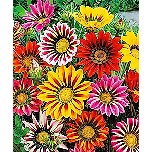 KIRA SEEDS - Treasure Flower Mix- Gazania - Annual Flowers for Planting - GMO Free