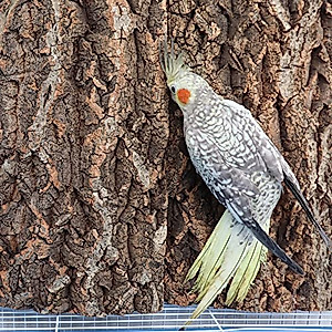 2 Pcs 12x8 Inches 100% Natural Cork Perch, Bird Cork Seat Boards, Birdcage Bark Decor Accessories, Natural Cork Bark Backdrop, Cork Bark Toy for Bird Budgie Parrot Cockatiel Hamster Guinea Pig Rat