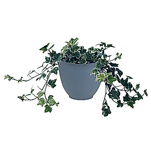 The HC Companies 8 Inch Garden Wall Planter - Plastic Hanging Plant Pot for Indoor Outdoor Flowers, Herbs, Slate Blue