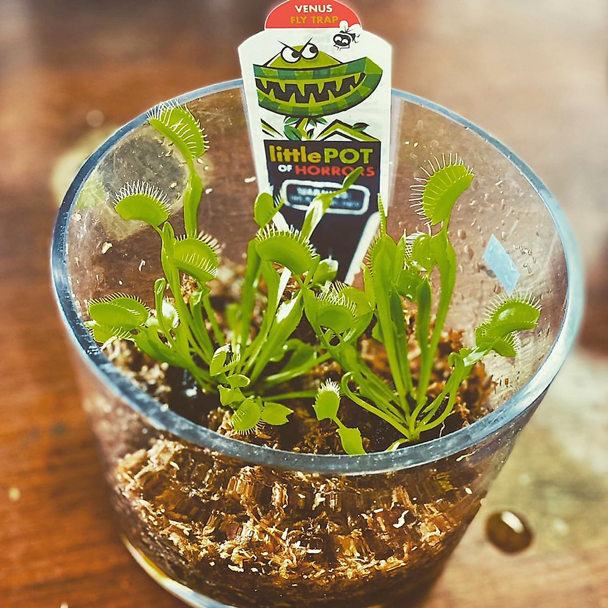 Little Pot of Horrors, Live Venus Fly Trap Live Plant, Live Venus Flytrap Live Plants Indoor, Venus Fly Trap Soil, Indoor Plants Venus Fly Trap Pot, Venus Fly Trap Plant