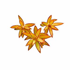 Live Succulent Cuttings (3 Sedum Adolphi 'Firestorm'), Succulents Plants Live, Succulent Plant NO Roots, House Plants Live Office Decoration, DIY Projects, Party Favor Gift by The Succulent Cult