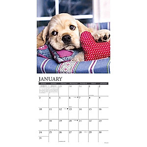 Just Cocker Spaniels 2021 Wall Calendar (Dog Breed Calendar)