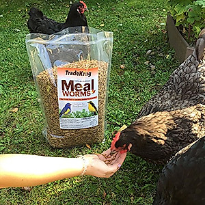 TradeKing 1 lb Dried Mealworms - High Protein Treat for Wild Birds, Chicken, Fish & Reptiles