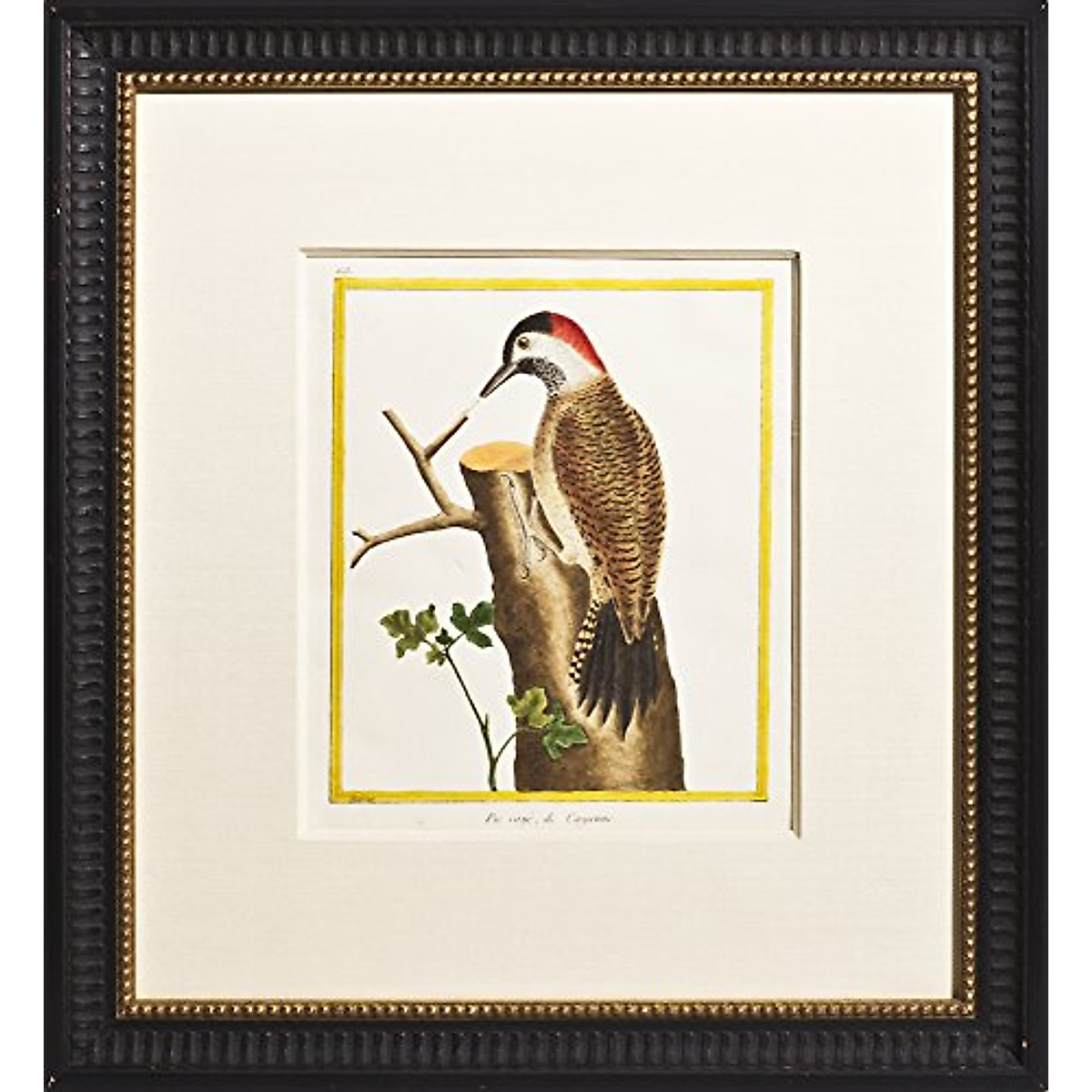 Plate 613: Pic raye, de Cayenne