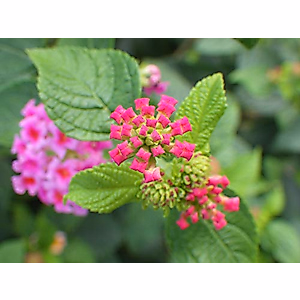 Ricoh WG-70 Black Waterproof Digital Camera 16MP