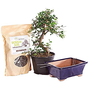 Brussel's Bonsai Live Chinese Elm Outdoor Bonsai Tree PIY Bundle-8 Years Old 8" to 10" Tall with Soil & Decorative Container, Medium, Blank