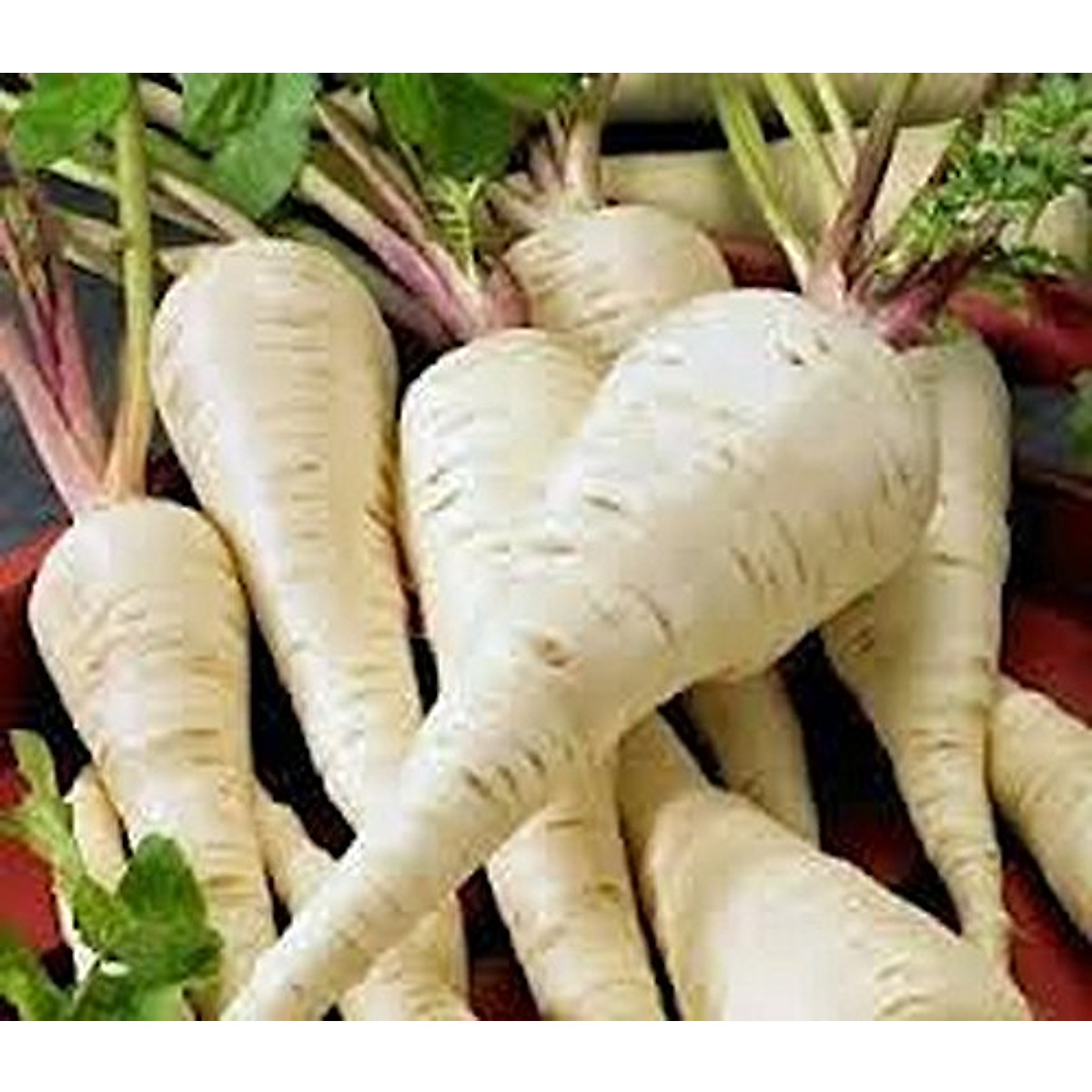 Parsnip, Harris Model, Heirloom, Non GMO, 50+ Seeds, Parsnip Seeds