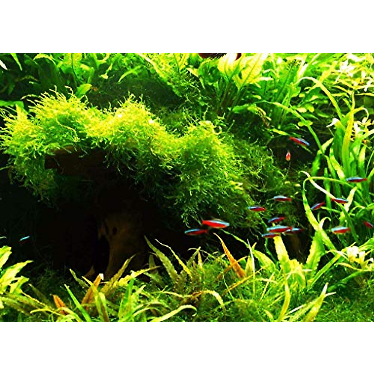 Java Fern – Mature, Healthy, Super Easy Live Aquarium Plant 5-6 in. Great for Betta Guppy Cherry Shrimp! by Aquatic Discounts. BUY2GET1FREE!