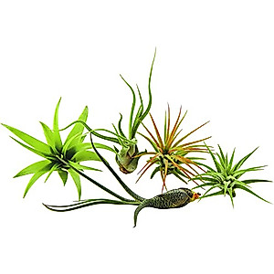 It Blooms Rainforest Grown 5 Pack Assorted Air Plants - Live Tillandsia - Easy Care House Plants - 30 Day Guarantee