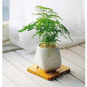 PLAT FIRM Germination Seeds:10PCS Asparagus (Asparagus Setaceus)-Smallboo Bonsai Setose Asparagus
