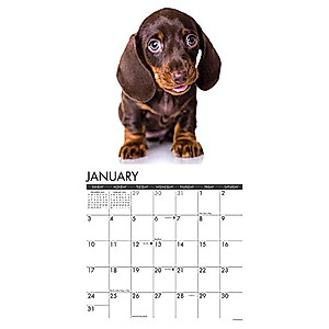 Just Mini Dachshunds 2021 Wall Calendar (Dog Breed Calendar)