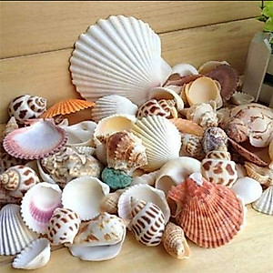 wsloftyGYd 100g Mixed Sea Beach Shells Crafts Seashells Aquarium Decor Photo Props