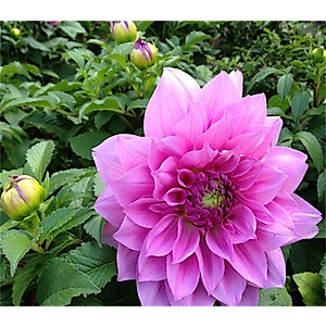 Rare Beautiful Perennial Mixing Color Dahlia Flowers Seeds 100PCS