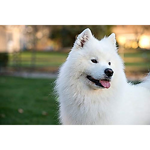 PET SUPPLEMENTS & NUTRITION LLC Dog Oral Hygiene Chews - Dogs Total Health Control - Immune Support - Hair Skin Nails Oral Eye Health Formula - quercetin Supplement for Dogs - 1 Bottle (60 Treats)