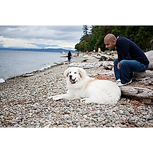 PetSafe Big Dog Remote Training Collar for Medium and Large Dogs Over 40 lb. with Tone and Static Stimulation, Waterproof, Up to 100 Yards of Range, Electronic K-9 E-Collar