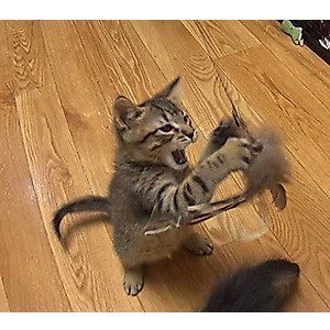 CoolCyberCats Buffalo Squid Refill/Attachment Cat Toy - Fits Wildcat and Popular Bird and Mouse Type Wands/Poles