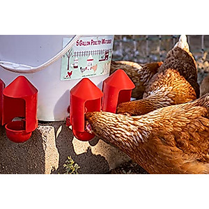 RentACoop Anti-Dirt Chicken Water Cup Covers - Compatible with Any RentACoop DIY Cups and Waterers - 6 Pack