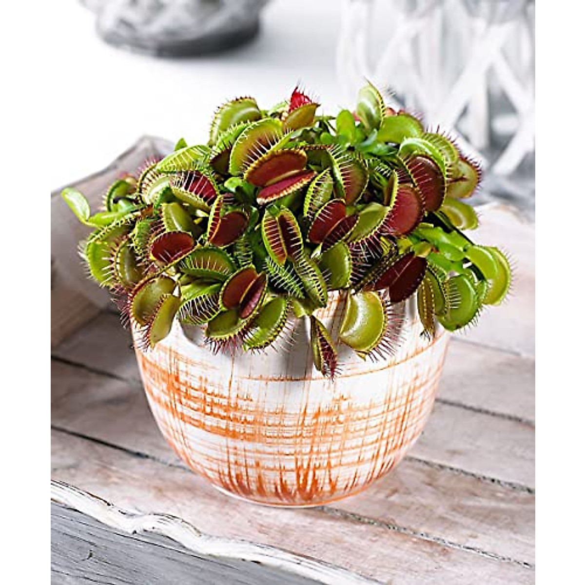 Carnivorous Plant Soil Mix, 1 QT Small Size Bag for Repotting, All ...