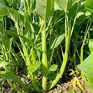 500+ Kong Xin CAI Vegetable Seeds Water Spinach Kangkong Delicious Vegetable Seeds for Green Leaf Planting Garden Non-GMO Choy Ong Seed