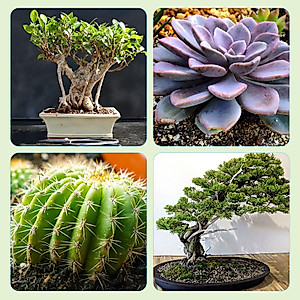 Doter Bonsai Soil Mix Ready to Use (1qt), Premium Fast Draining Organic All Purpose Potting Mix for All Varieties of Bonsai