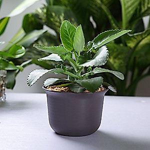 T4U 4.25 Inch Plastic Planter Pots with Saucer Brown Set of 10, Seeding Nursery Planter Pot with Drainage and Tray for Flowers Herbs African Violets Succulents Orchid Cactus Indoor Outdoor