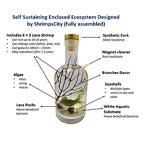 Enclosed Ecosystem Shrimps Bottle