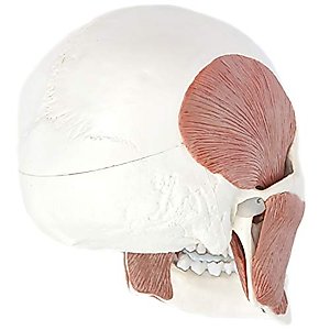 Axis Scientific 3-Part Human Skull Model with Masticatory Muscles, Life Size Skull Cast from Real Human Bones Shows Range of Motion of Jaw