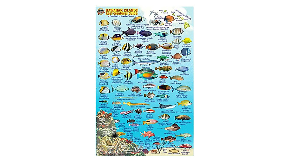 Hawaiian Islands Map & Coral Reef Creatures Guide - Waterproof Fish Card