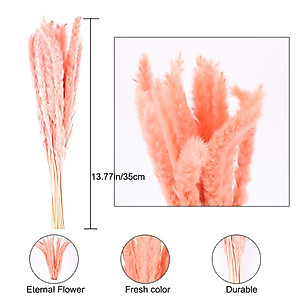 XHXSTORE 30pcs Dried Pink Pampas Grass 17" Natural Small Pompous Grass Fluffy Reed Grass for Home Wedding Party Boho Table Ceterpieces Decor