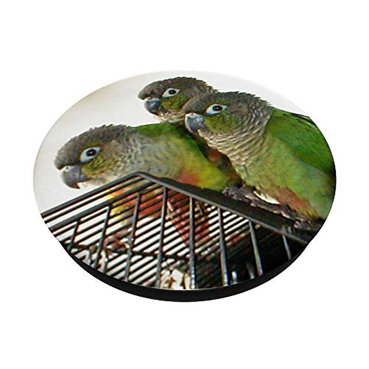 Green Cheek Conure Bird Pop Socket Phone Holder