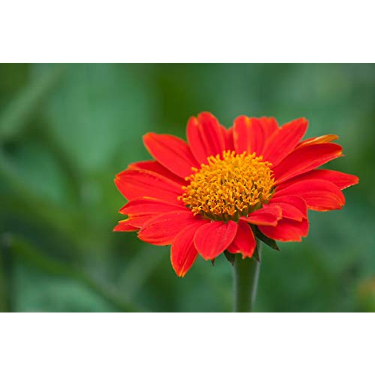 Sow Right Seeds - Mexican Sunflower Seed for Planting- Full Packet with Instructions, Beautiful Non-GMO Heirloom Flower to Plant, Wonderful Gardening Gift (1 Packet)