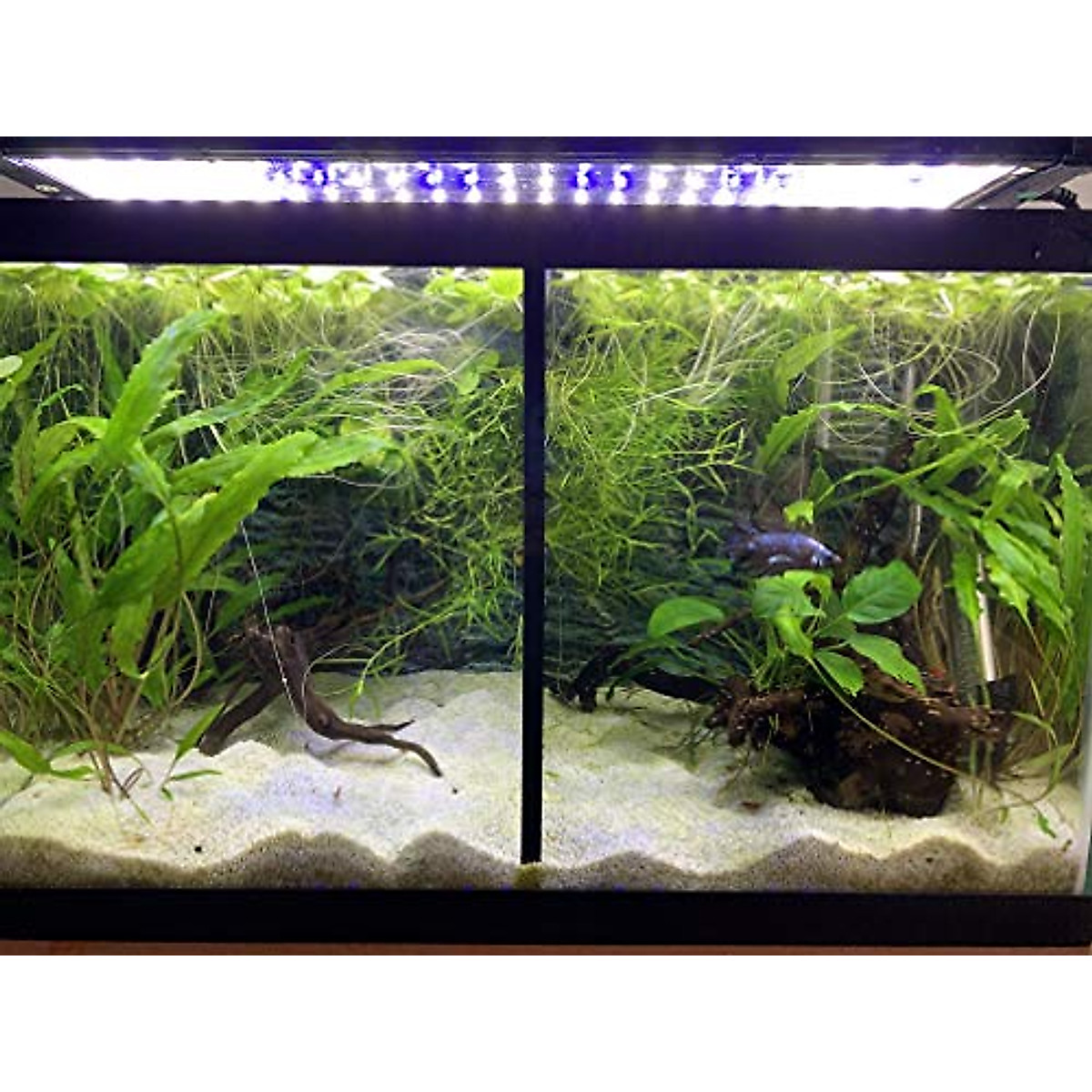 Lifewithpets 10 Gallon Aquarium Tank Divider. Perfect for Betta Fish Tanks. Compatible ONLY with Tank Listed Below. NO Suction Cups Required.