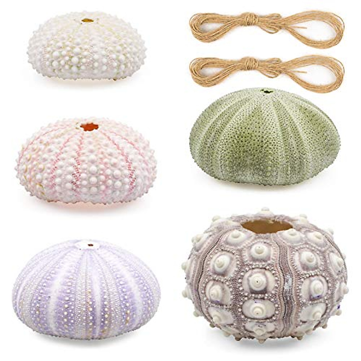 BUDDE 5 Pack Mini Sea Urchin Shell Hanging Pot-Air Plant Holder air Plant Hanging holdercute pots for succulentsin Cute Tillandsia Succulentwith Rustic Ropes