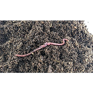 BROTHERS WORM FARM - 100 Live Red Wiggler Composting Worm Mix. Worms for Composting and Creating Worm Castings at Home. Ideal for Worm Composters, Gardens, and Worm Bins.