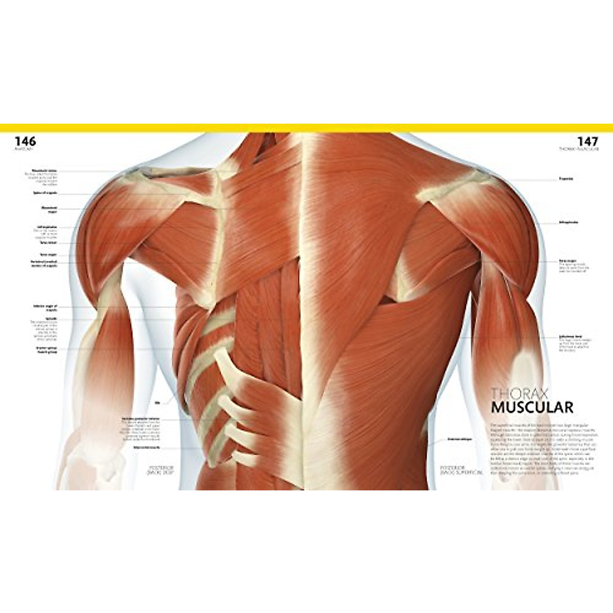 The Complete Human Body, 2nd Edition: The Definitive Visual Guide (DK Human Body Guides)