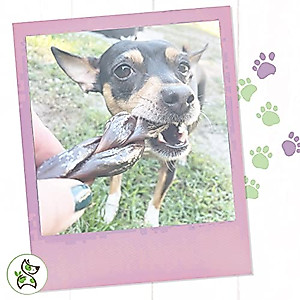 Nature Gnaws Braided Gnaws for Dogs - Premium Natural Beef Dog Chew Treats - Combo of Bully Sticks, Gullet Jerky and Tripe Twists - Rawhide Free