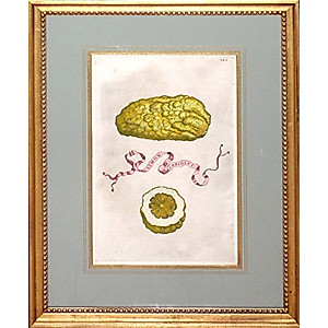 Plate 261: Limon Scabiosvs