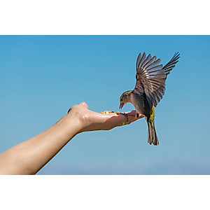 Wakefield Extra Large Virginia Peanuts for Animals, 25 LBS