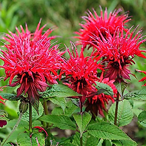Outsidepride Red Monarda Didyma Bee Balm Flowers for Butterflies, Hummingbirds, & Pollinators - 250 Seeds