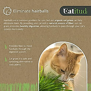CATITUD | Cat Grass Growing Kit with 5 Packets HYDROPONIC Seeds | Cat Grass Kit Includes Pot with Non-Slip Base | Cat Grass for Indoor Cats with Planter, Best Gift for Cats