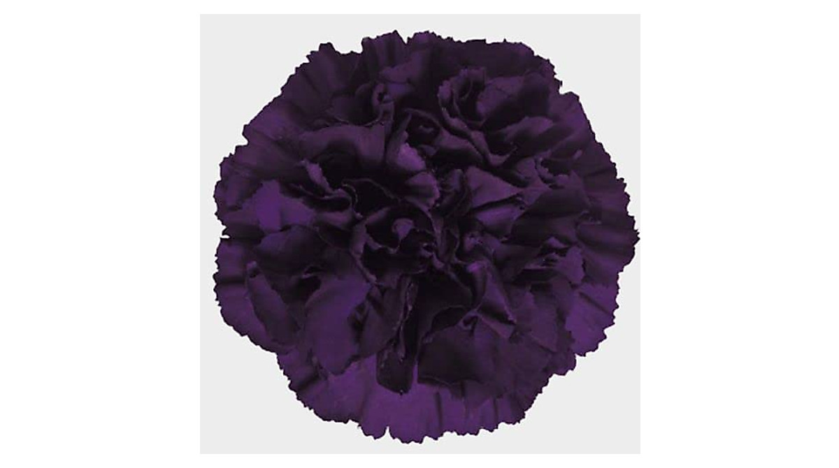 CHUXAY GARDEN Dark Purple Carnation Seed,Dianthus Caryophyllus 100 ...
