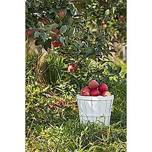 Brighter Blooms - Honeycrisp Apple Tree, 4-5 Feet - Organic Outdoor Fruit Plant - No Shipping to AZ, ID, OR, or CA