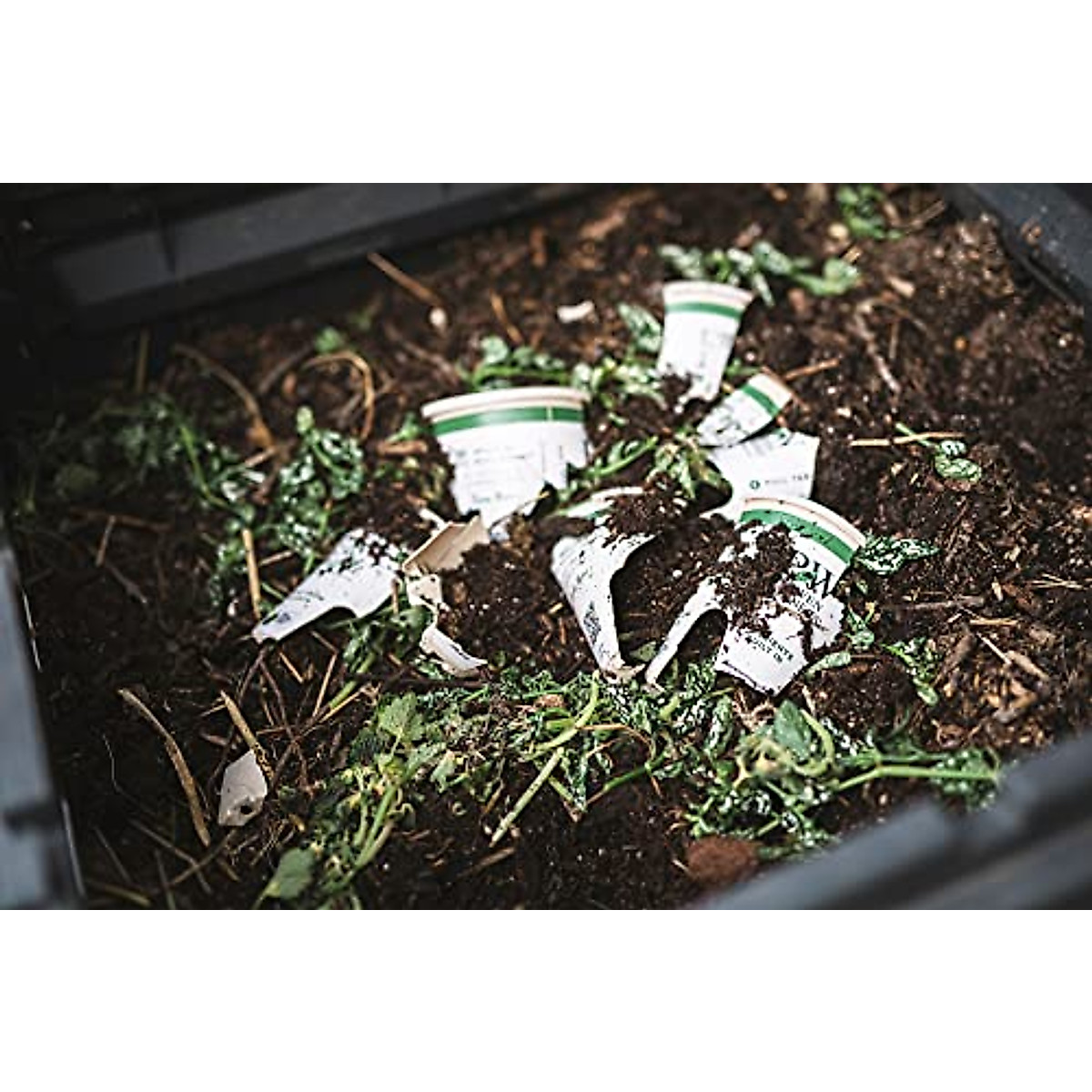 4.25 in. Eco+Grande, Blue My Mind® Dwarf Morning Glory (Evolvulus) Live Plant, Blue Flowers