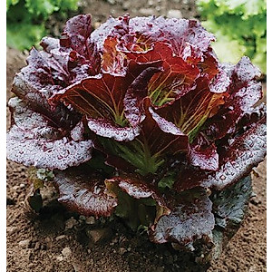 David's Garden Seeds Lettuce Summer Crisp Cherokee FBA-2741 (Red) 200 Non-GMO, Open Pollinated Seeds