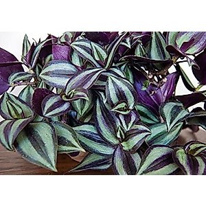 9 Purple Wandering Jew Cuttings, 4 Inc to 6 Inc Tall, Tradescantia Zebrina Plant, Inc Plant, No Root
