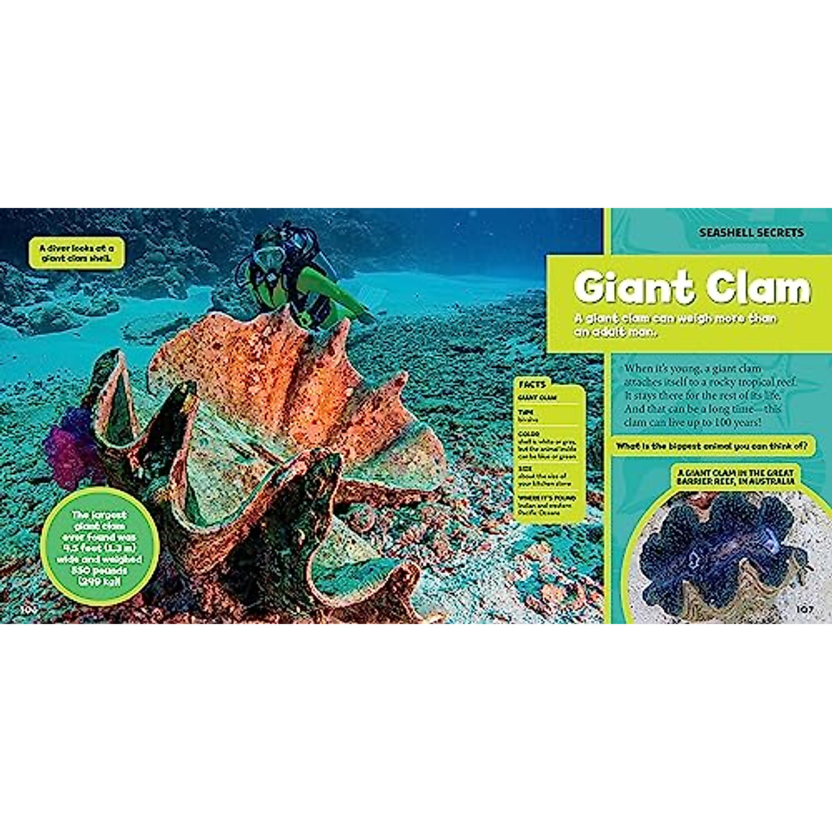 National Geographic Little Kids First Big Book of Rocks, Minerals & Shells (National Geographic Little Kids First Big Books)